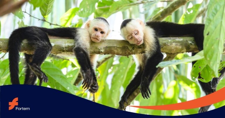 Paint Jungle Animals Monkeys Soft Pastels | Virtual - Fortem Australia